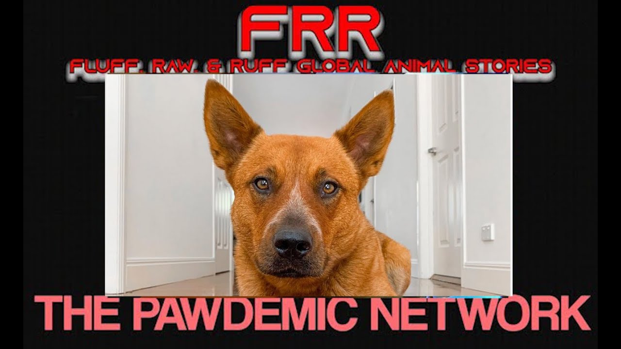 FRR 67: Fluff, Raw and Ruff Global Animal Stories - YouTube