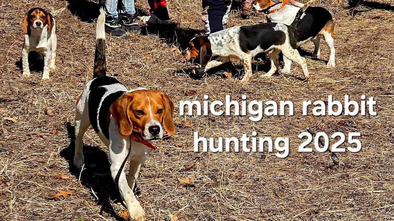 Rabbit hunting public land in michigan - YouTube