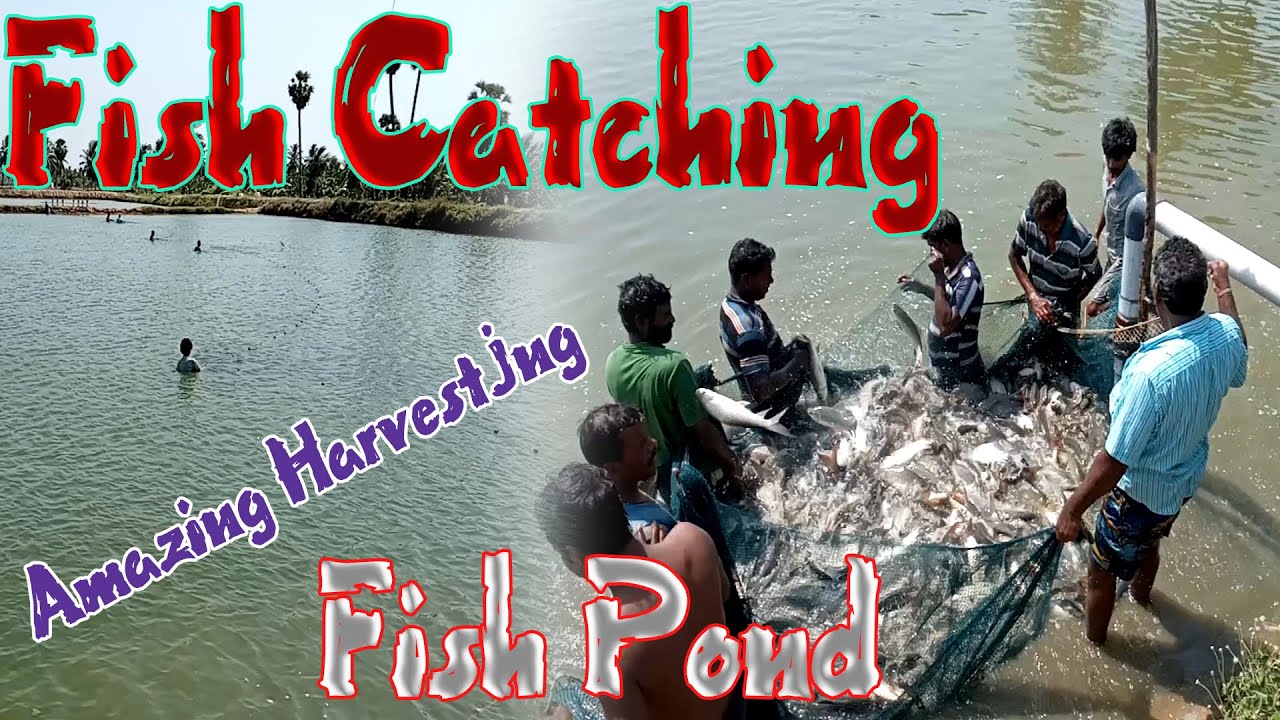 AK Entertainments | Amzing Fish Harvesting In Auqa Form | - YouTube