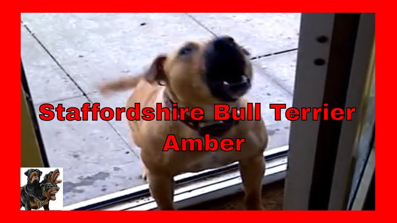 Staffordshire Bull Terrier - Our mad Staffy - YouTube
