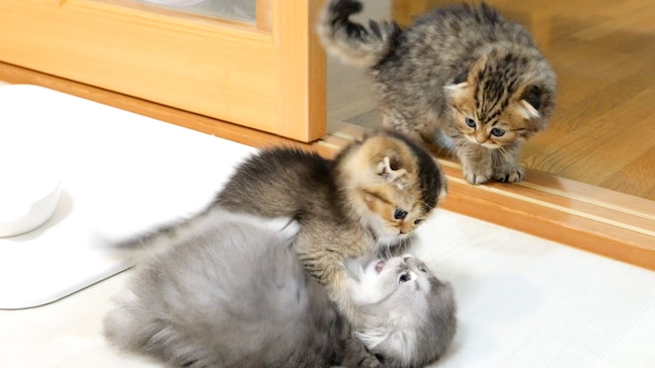 The kitten who finally got out of his room is too excited and runs ...