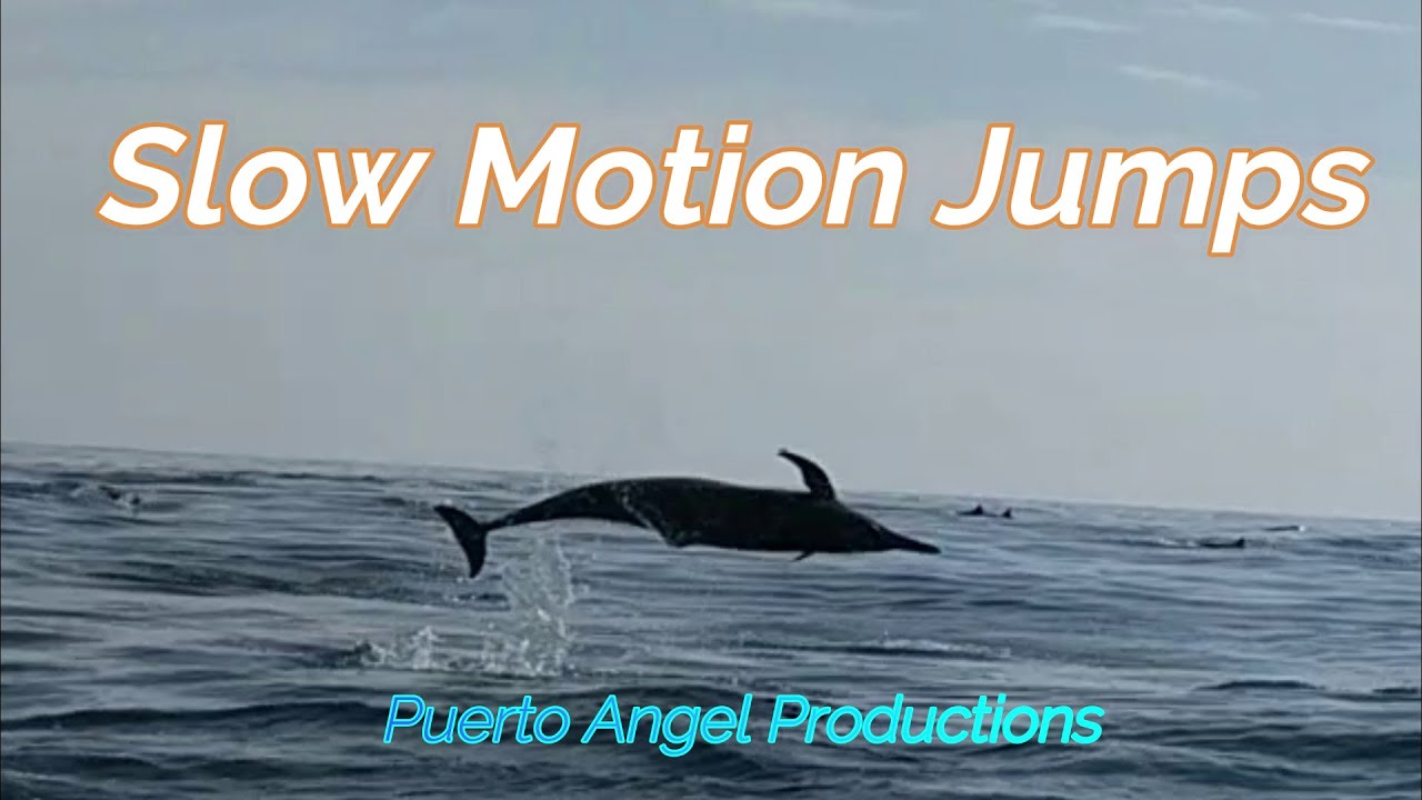 Slow Motion Dolphin Jumps * All the jumps in real time and slow motion ...
