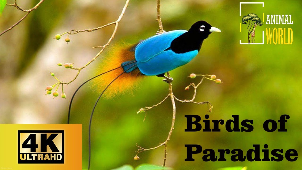National Geographic Birds of paradise | Birds |Animal World | Wild ...