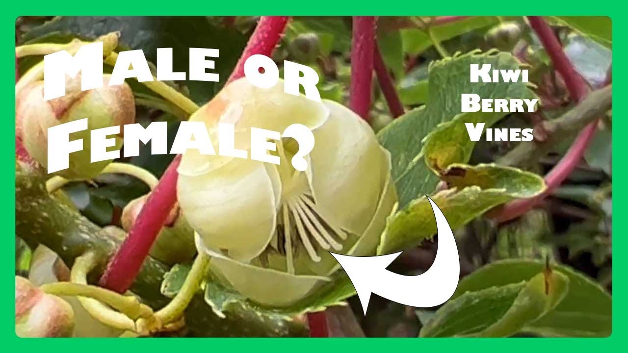 How to know if your Kiwi Berry vine is male or female - YouTube