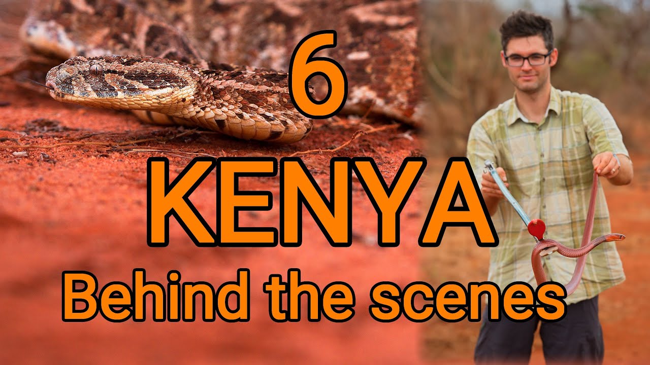 Behind the scenes KENYA 6, deadly venomous Puff adder rescue and Red ...