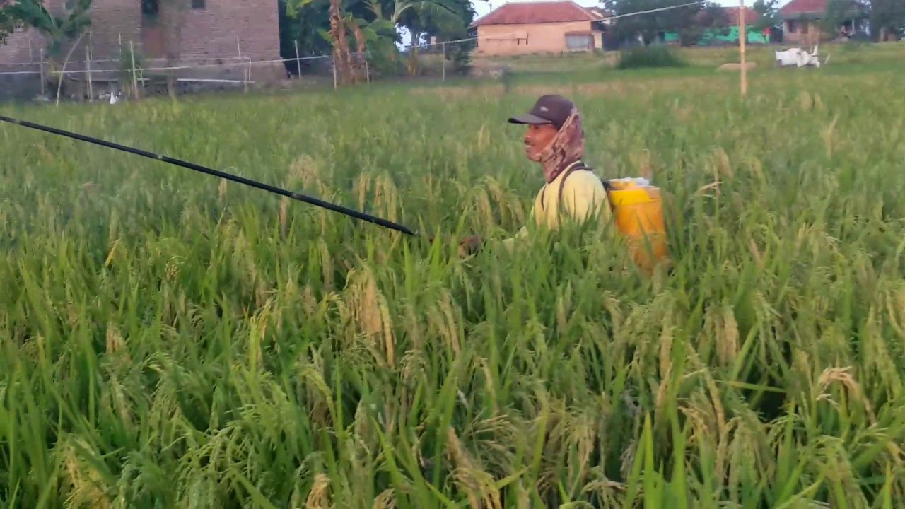 Cara mudah menyemprot padi pake pancing panjang bisa hemat tenaga - YouTube