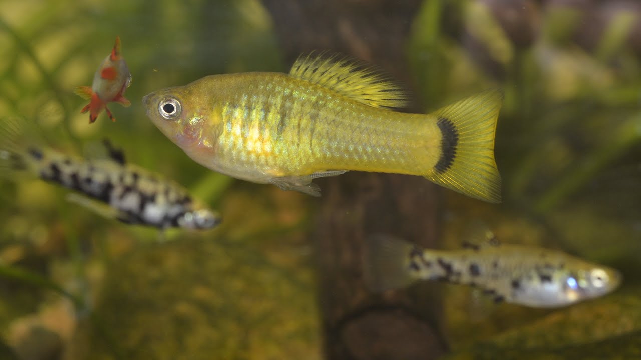 Wild variatus platy colony - Aug 2016 - YouTube