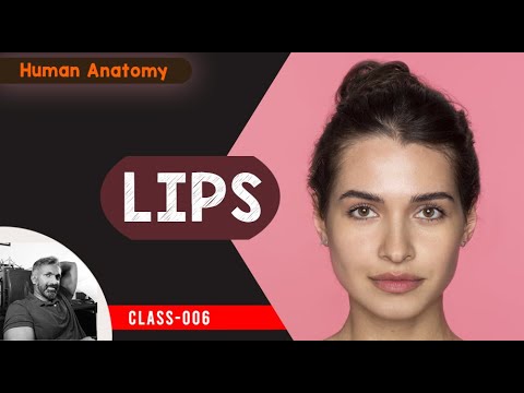 What are the different parts of Lips_Human Anatomy_Class006 - YouTube