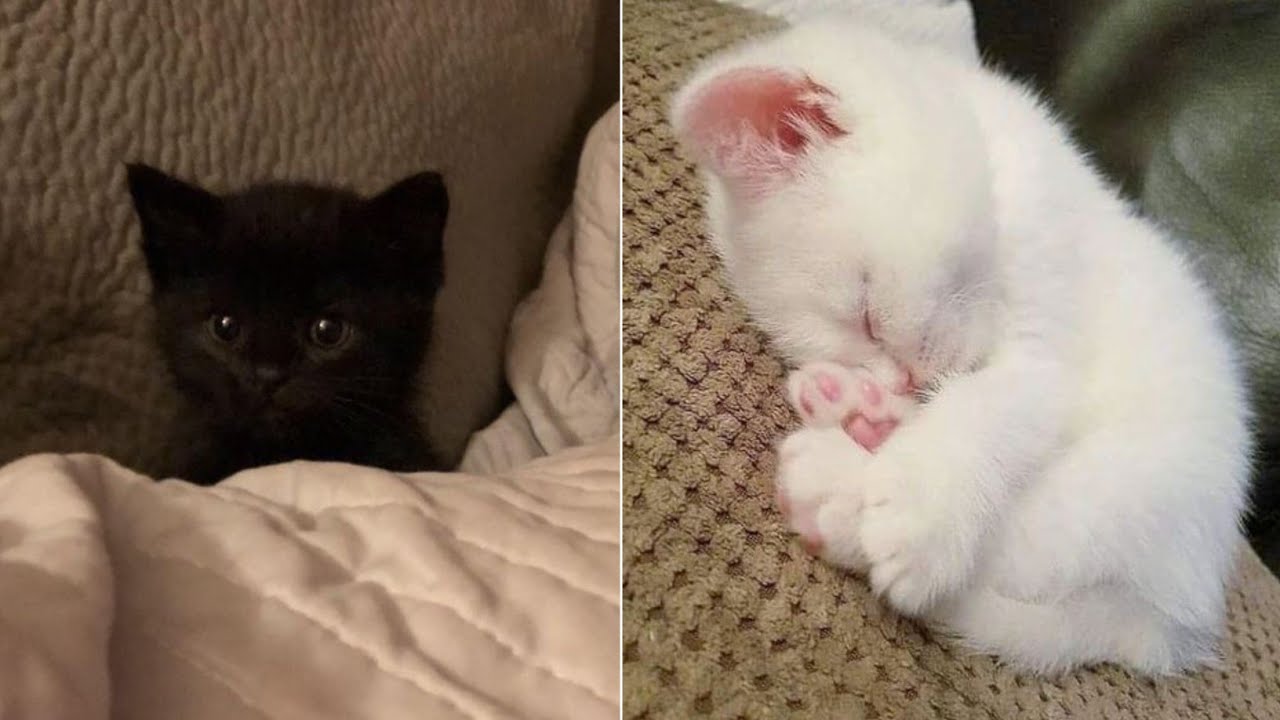 "Ultimate Kitten Cuteness Overload! 🐱💕 | Baby Cats Compilation" - YouTube