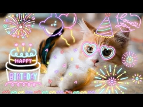 Animais cute #24