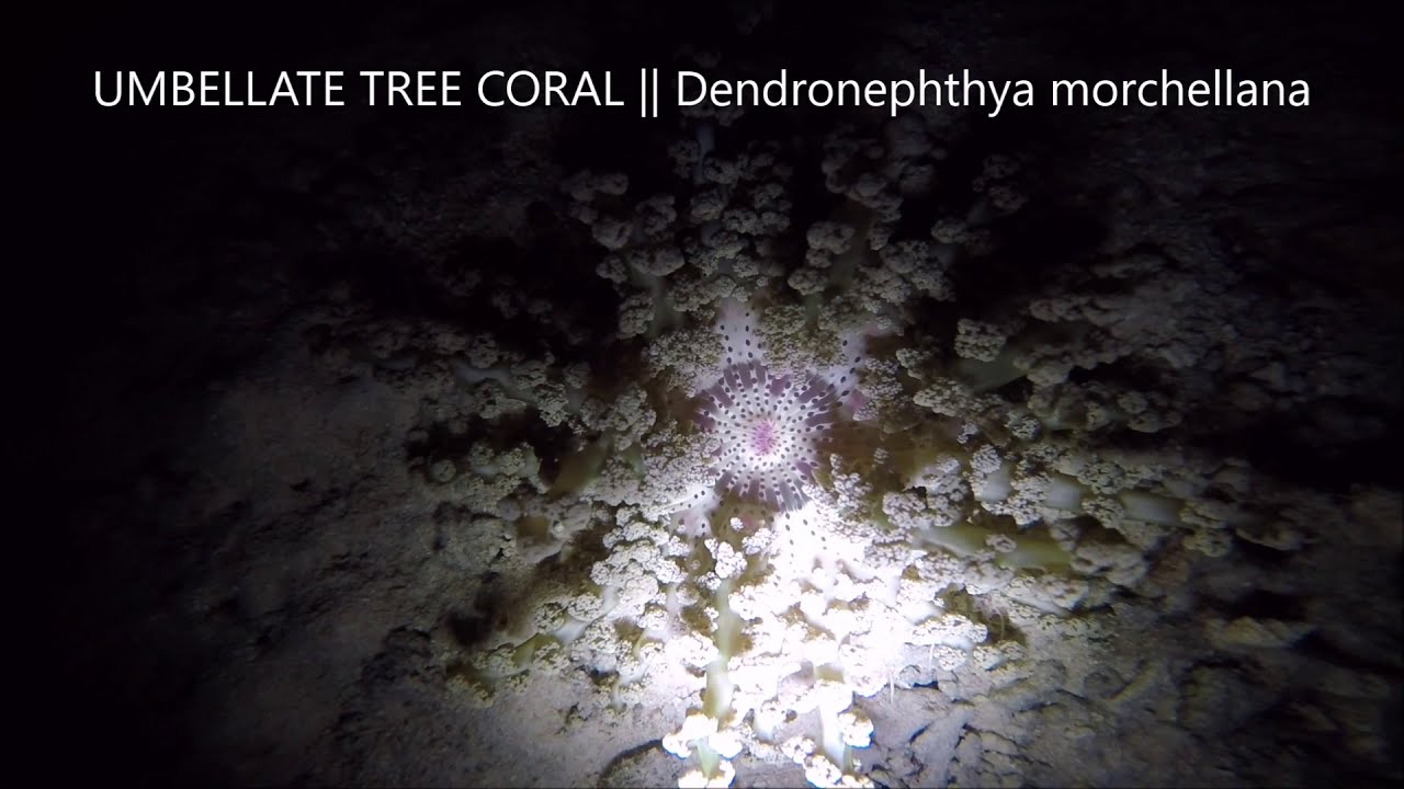 NIGHT DIVE SPEARFISHING IN THE MARSHALL ISLANDS [ep33] S3/Part-3 ...