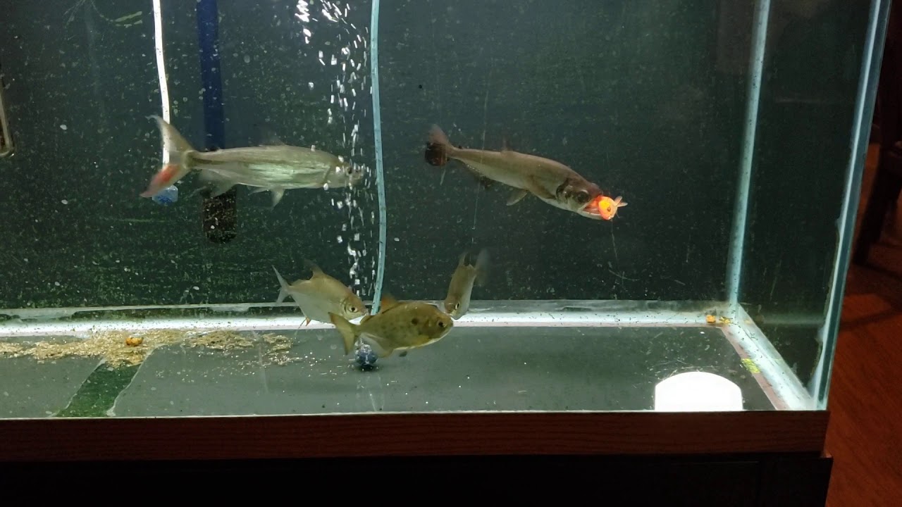Vampire fish vs huge gold fish (payara fish) - YouTube