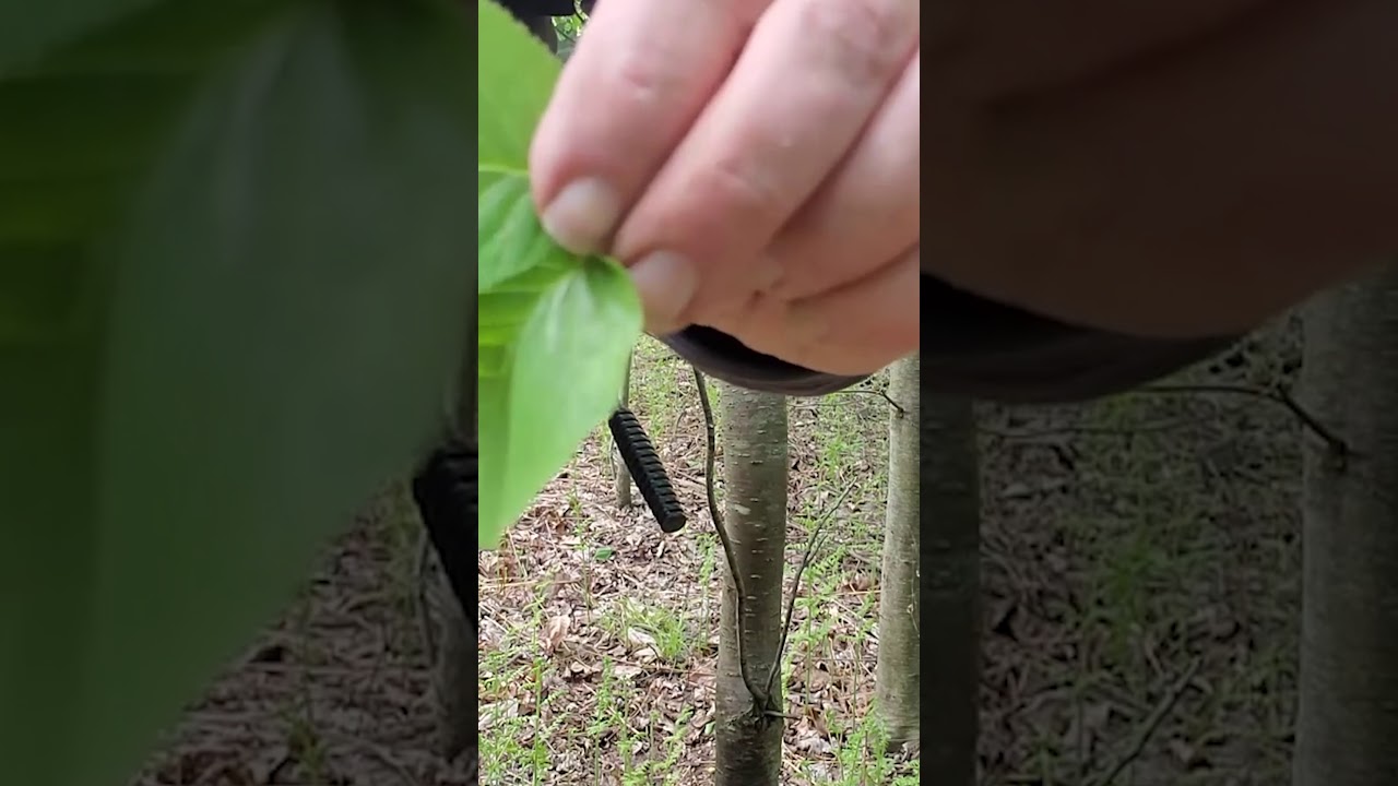 How to Remove Birch Saplings #short - YouTube