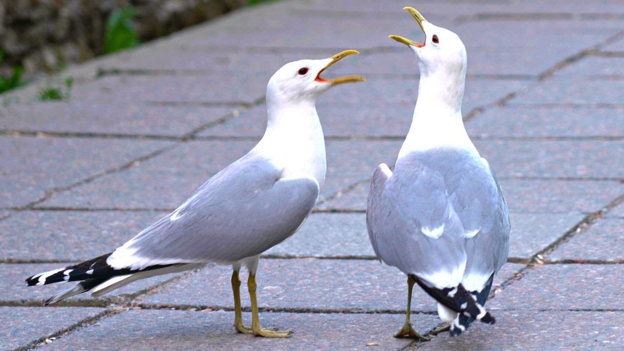 Pair of Common Gulls Being Loud and Obnoxious [4K] Audio Fix: LOUDER ...