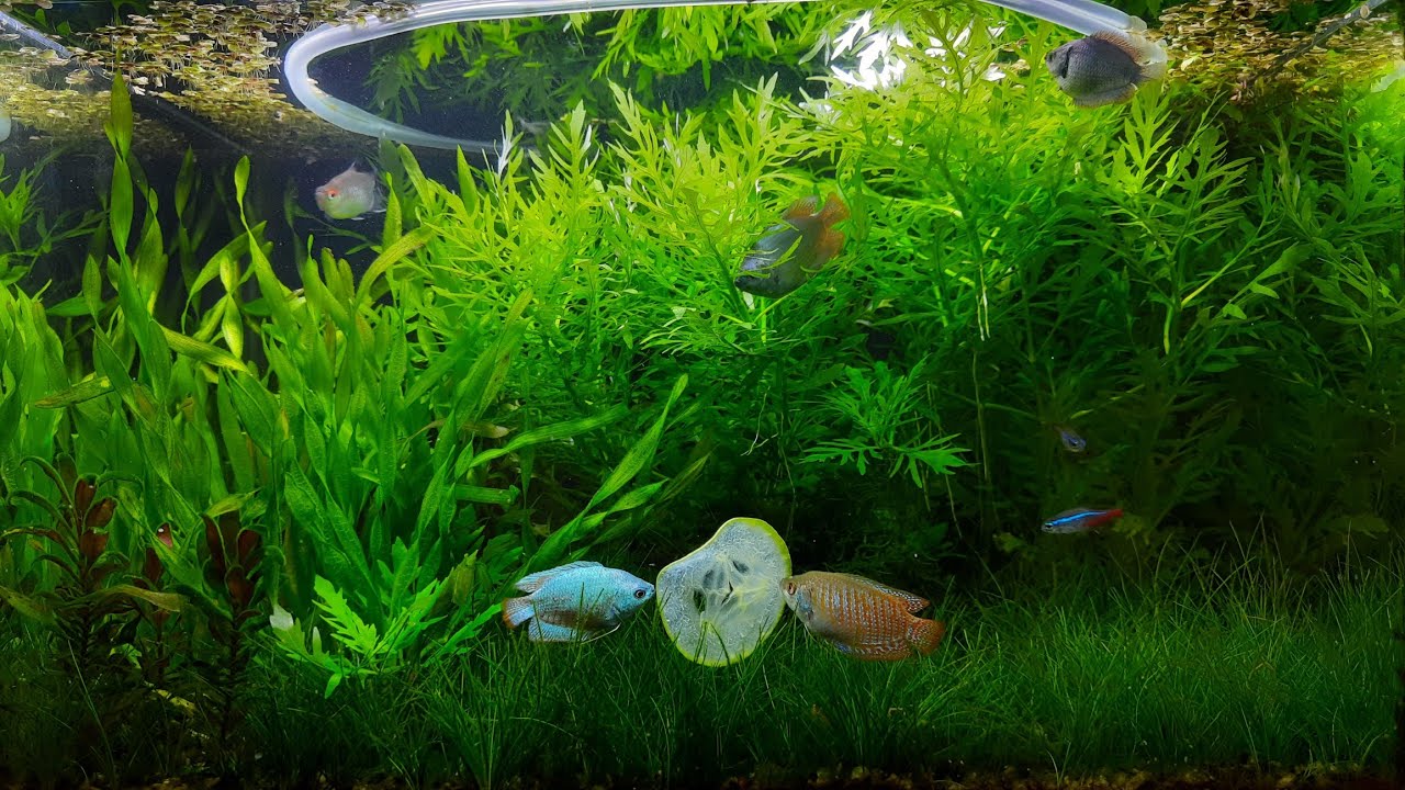 8 Months Update - Feeding Cucumber - Planted Aquarium Nano tank without ...