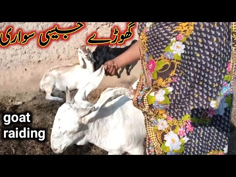 Goat riding/Goat riding funny video/goat riding lady | HGS village food ...