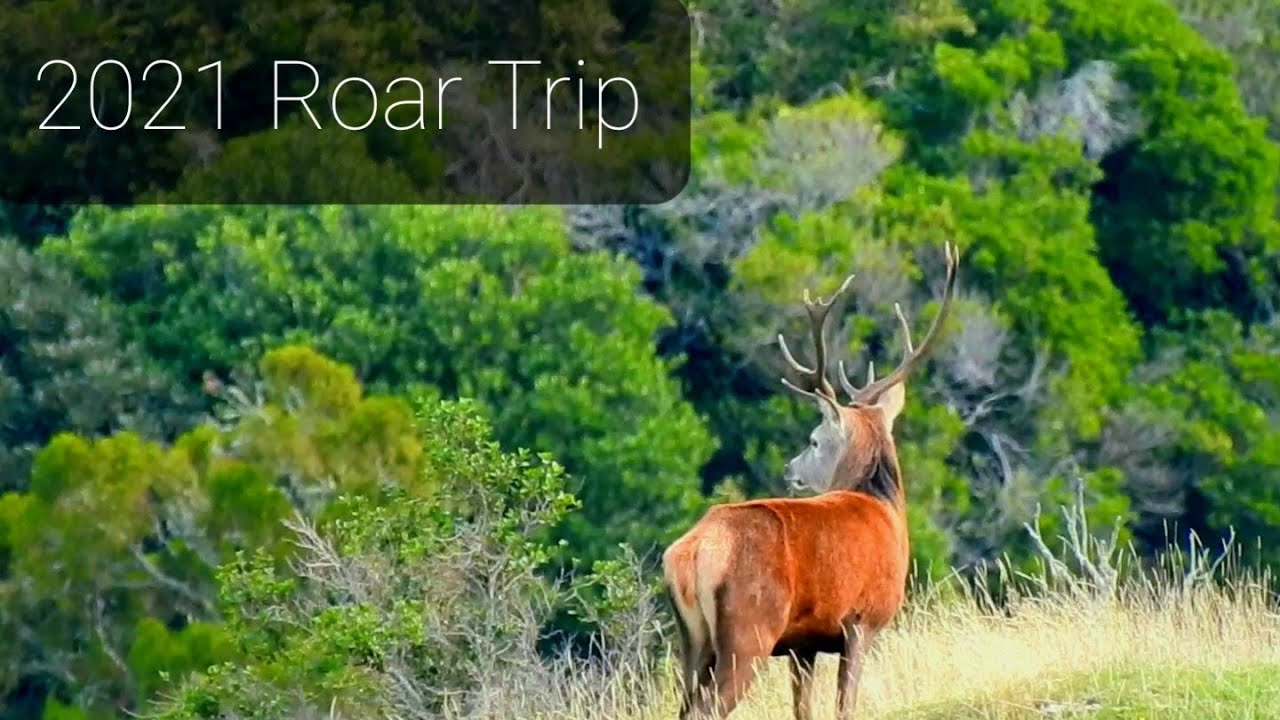 Red Deer Roar Trip 2021. 3 Day Hunt in the Ruahine Ranges Chasing Stags ...