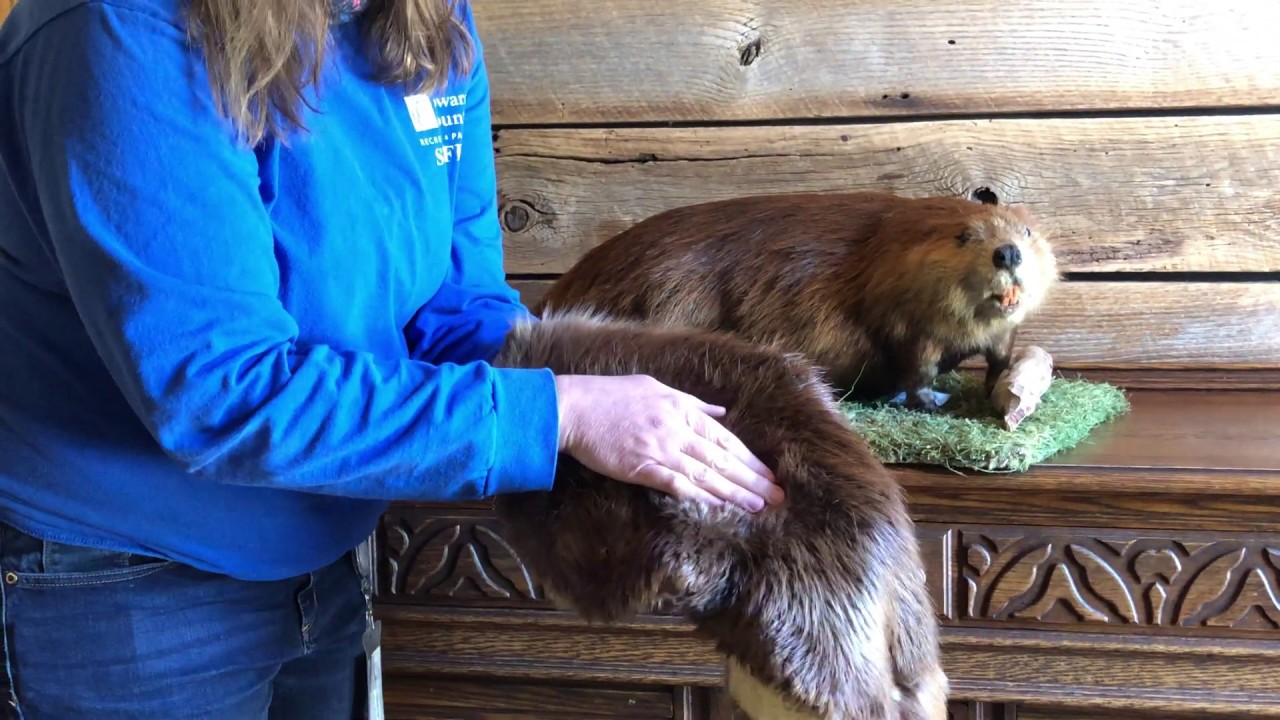 Meet a Robinson Nature Center Animal: American Beaver - YouTube