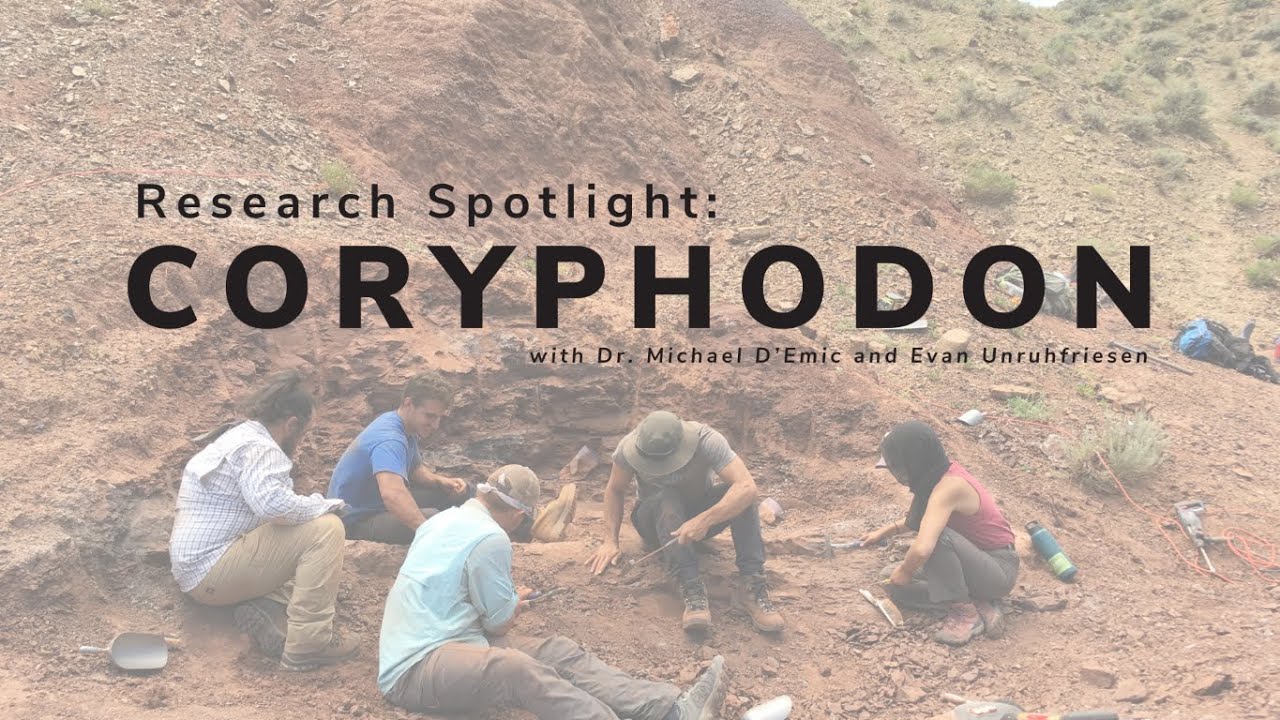 Research Spotlight: Coryphodon in the Bighorn Basin - YouTube