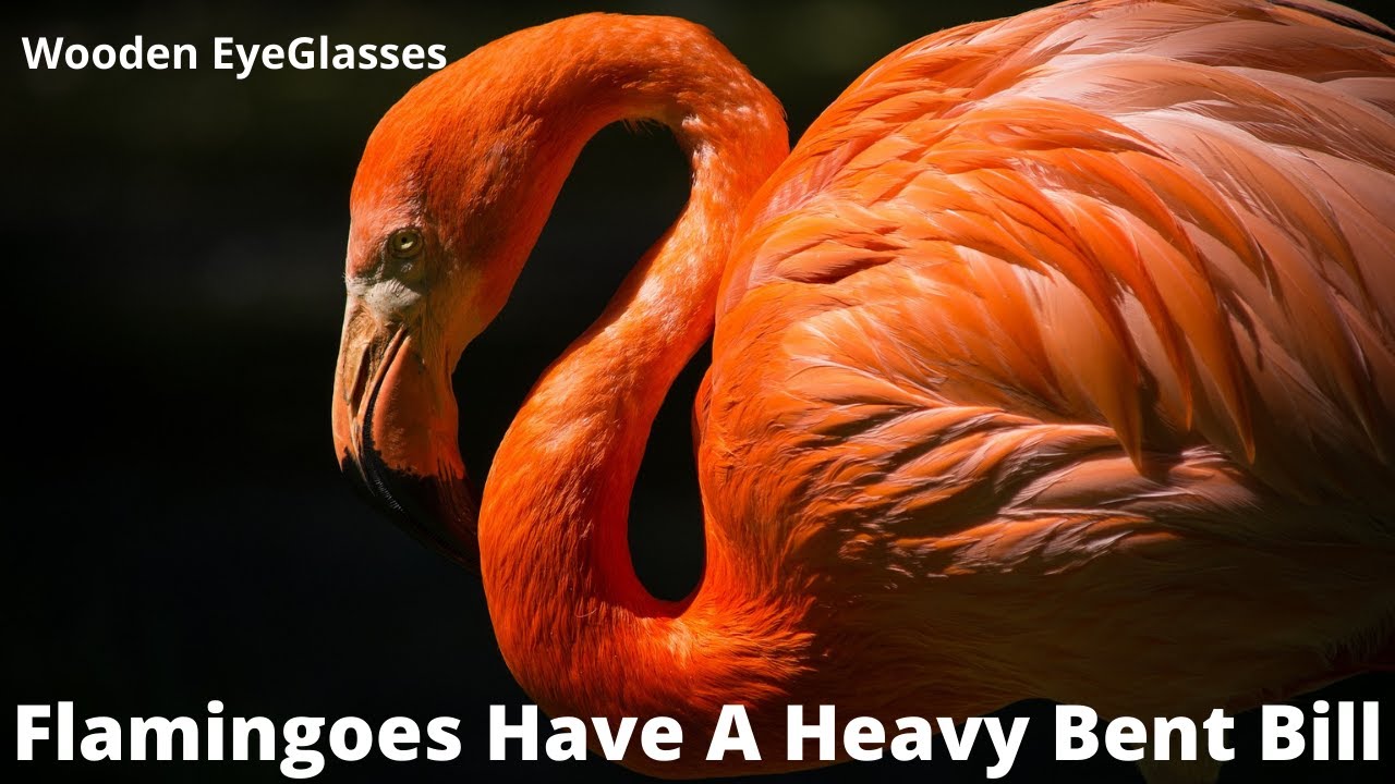 Flamingoes Have A Heavy Bent Bill | Episode - 01 - YouTube