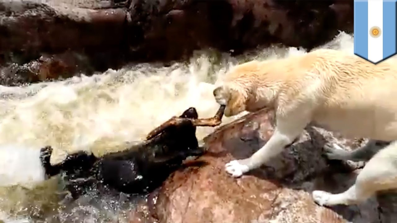 Epic dog rescue: video appears to show yellow lab rescue his pal from ...