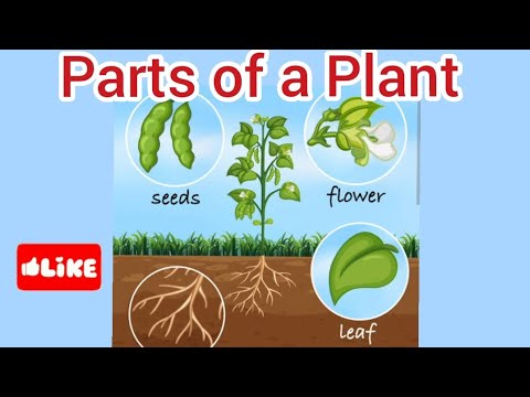 Parts of a Plant | Class 1 EVS Plants | Ncert Class 1 Plants | Parts of ...