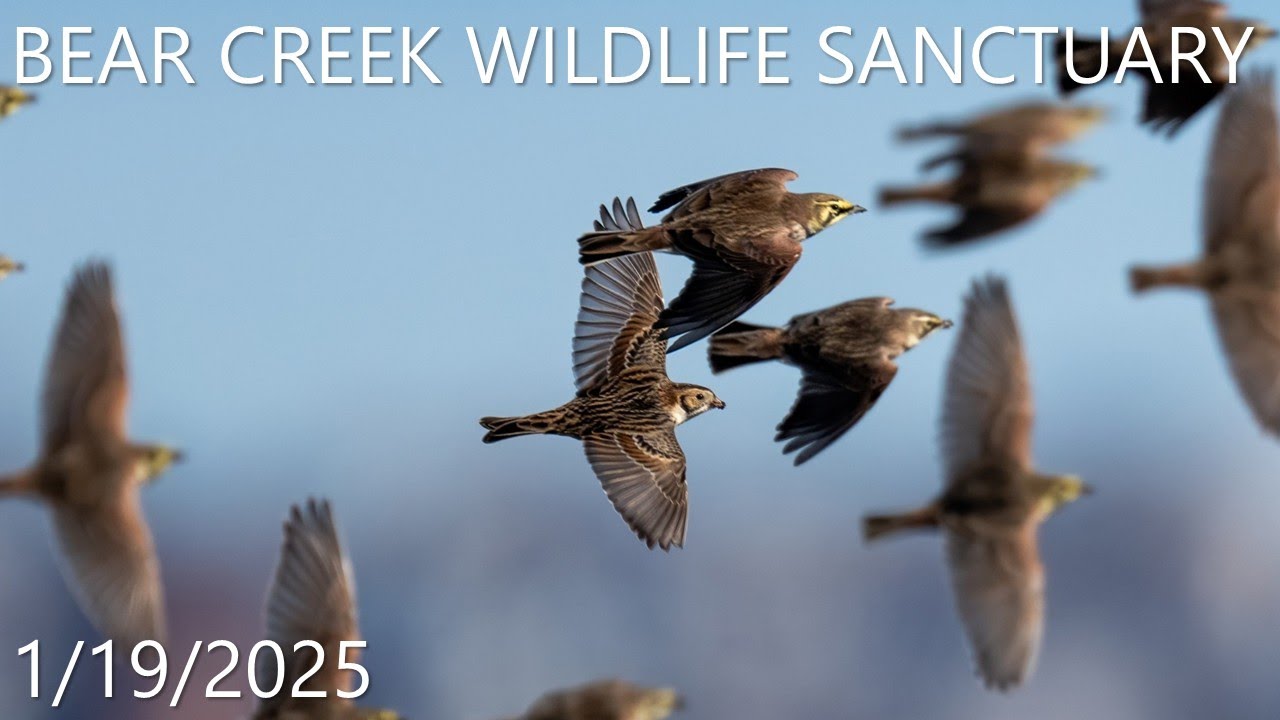 Bear Creek Wildlife Sanctuary - 1/19/2025 - YouTube