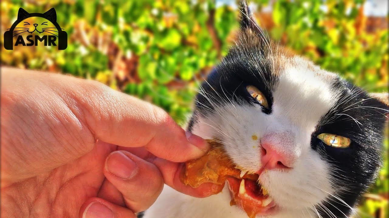POV: Satisfying Purr+Mrrp ASMR 🐾😻🔊🤌🍗👅🎧 - YouTube