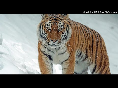 Snap! - The Power | 432hz