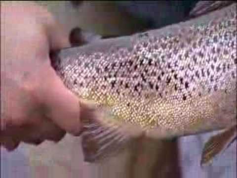 Fly Fishing Lapland River Tornionjoki