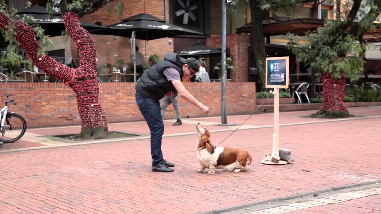 GPS Hush Puppies, el guía más tierno del mundo. - YouTube