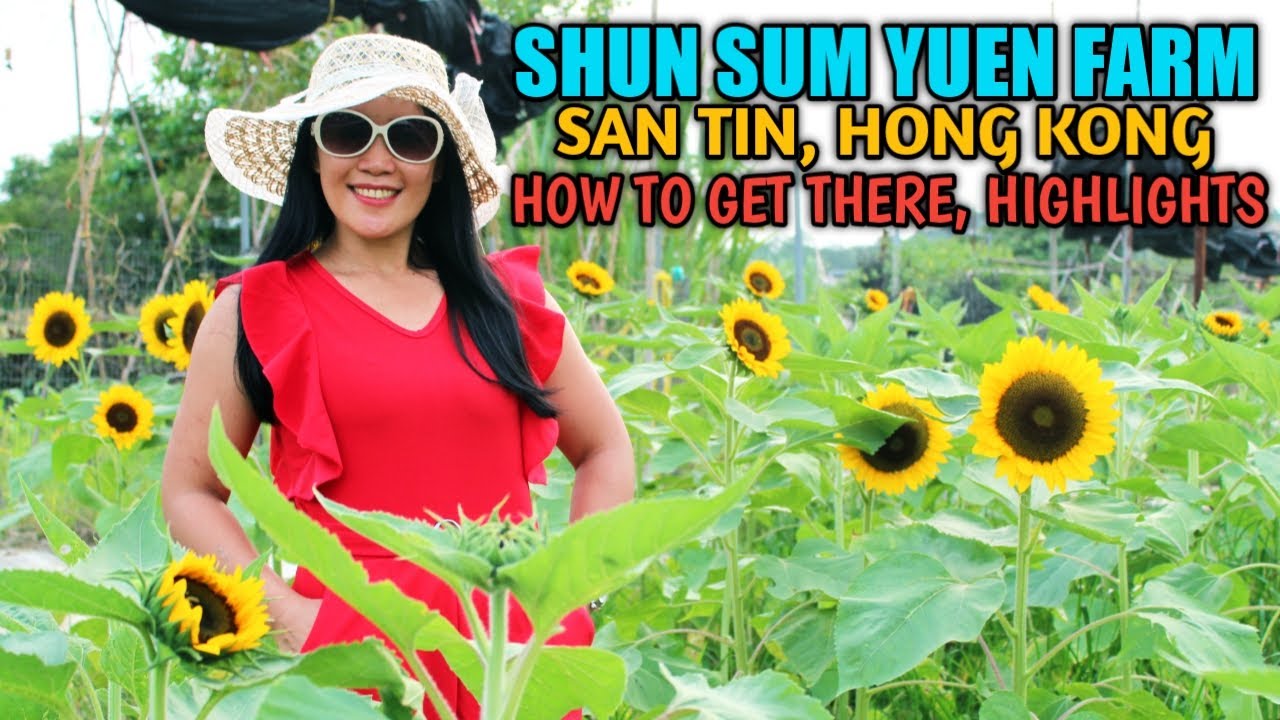 SUNFLOWER FARM | SHUN SUM YUEN in SAN TIN, HONG KONG | HOW TO GET THERE ...