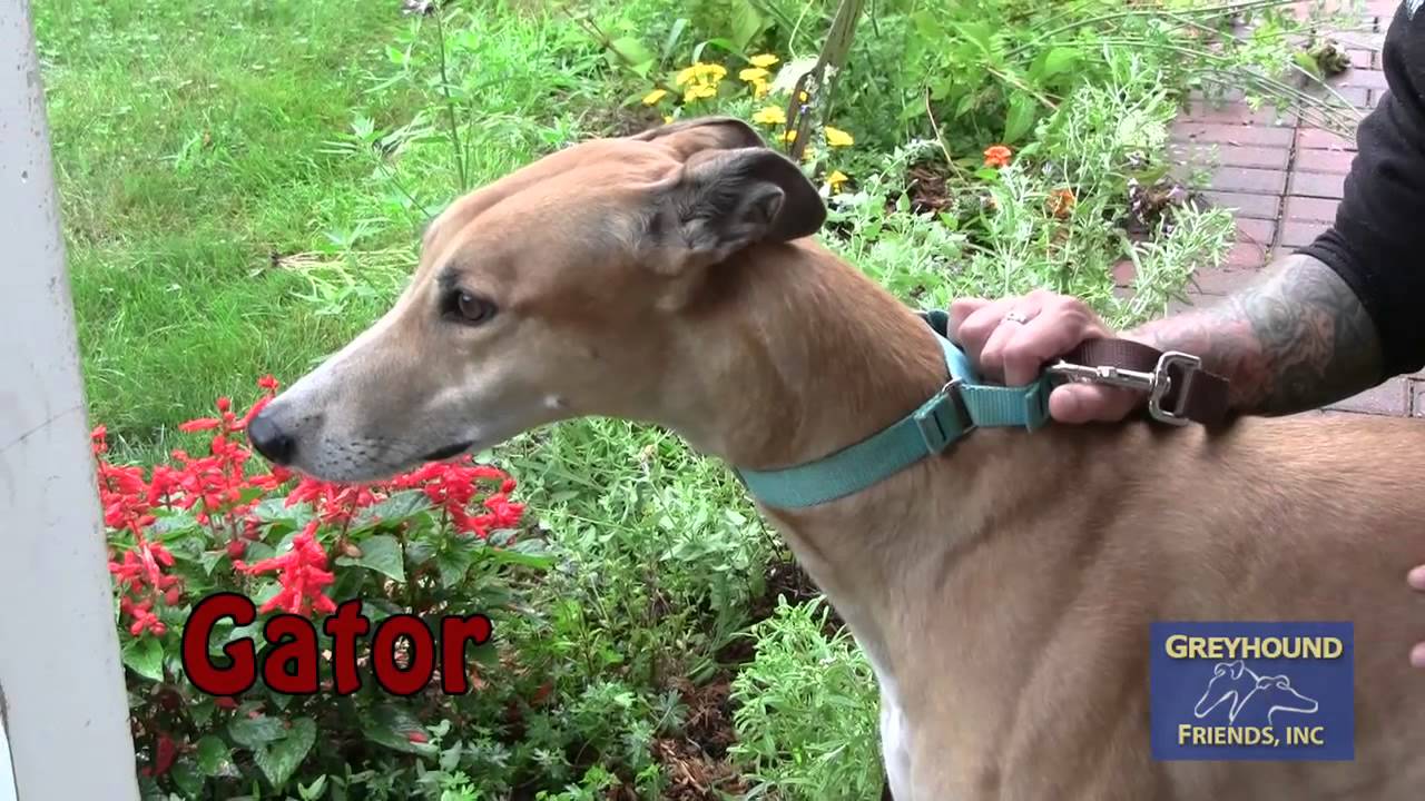 Gator - Dog Available Now for Adoption Through Greyhound Friends - YouTube