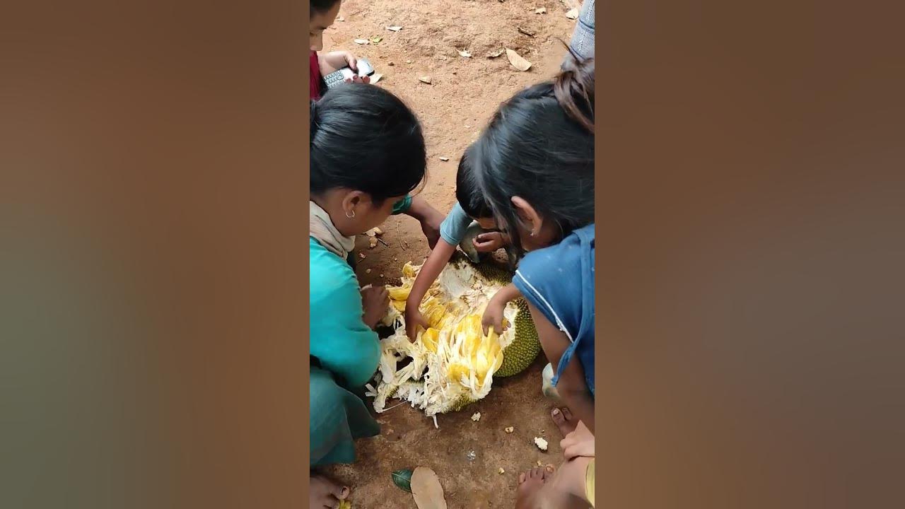 Jackfruit Ripe 🫒 Short Vedio Youtube