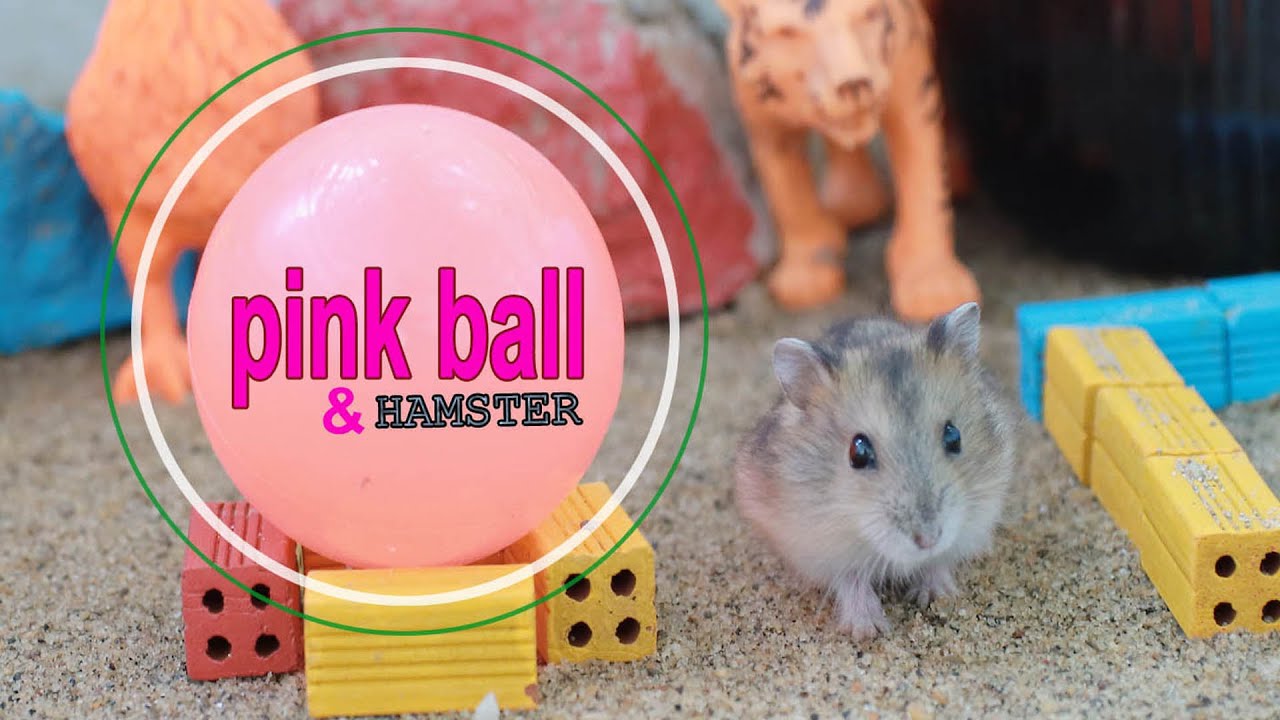 DIY Hamster Farm_Pink Ball, Red House, Blue House_Farm84vn DIY - YouTube
