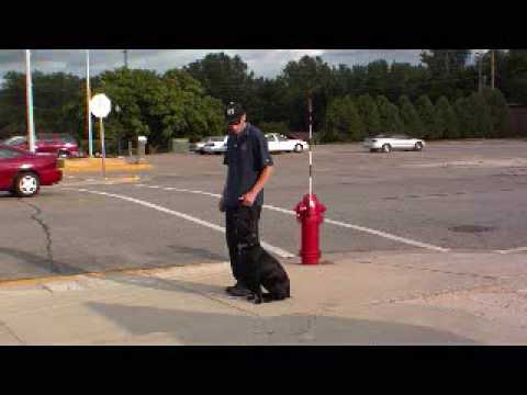 Black Labrador Daisy - Dog Training Graduate
