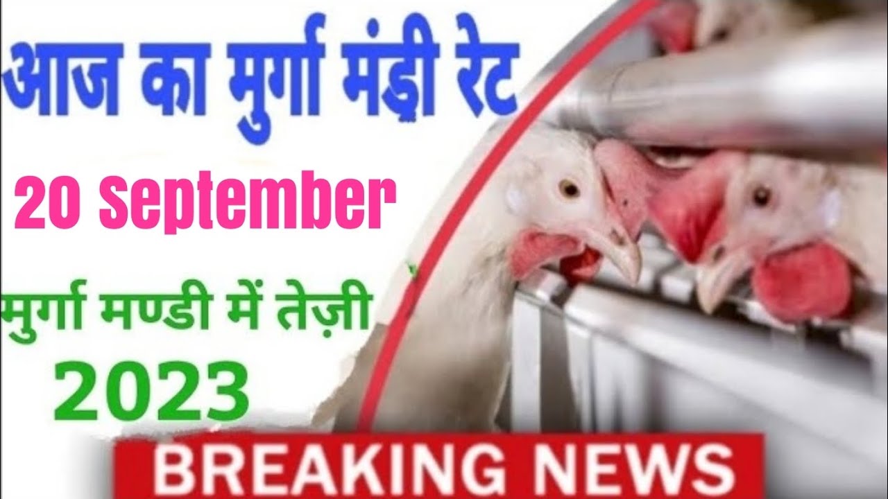 poultry rate today🐔Broiler rate today🐔murga mandi reta🐔chicken rate ...