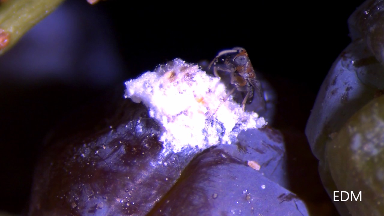 Anagyrus pseudococci, parasitoid of Planococcus ficus, grapevine ...