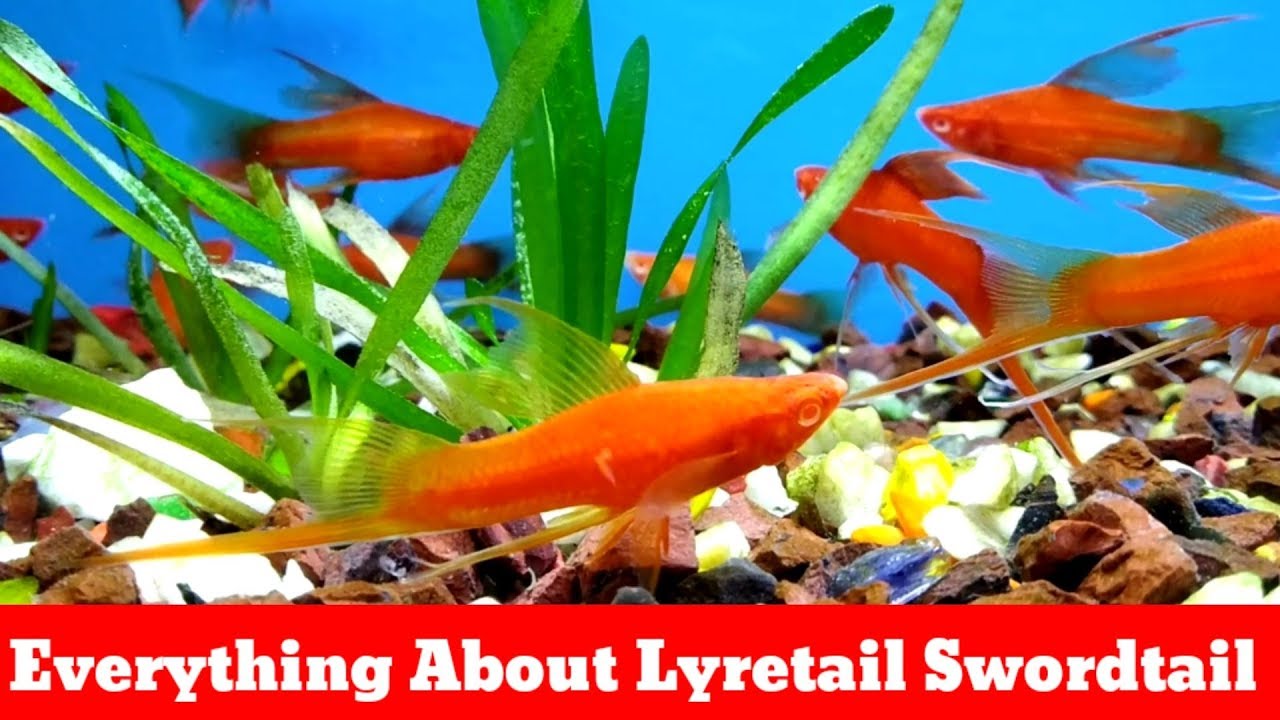 Everything About Lyretail Swordtail - YouTube