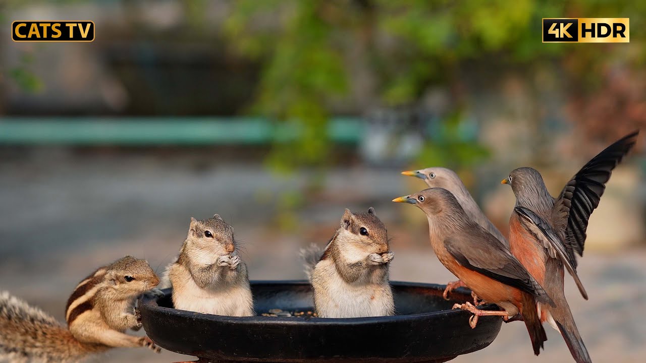 Cute playful Birds and Chipmunks 😻10 Hours 4k Little Birds And ...