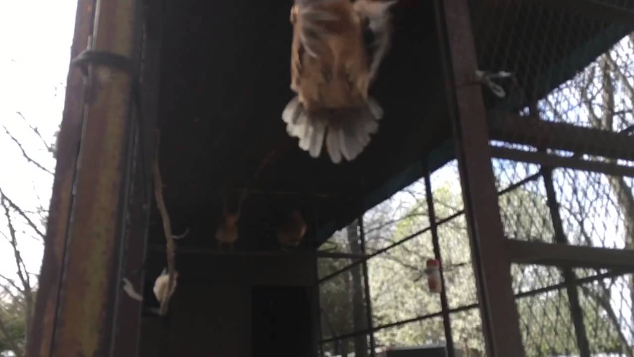 Chicken Swarm - YouTube