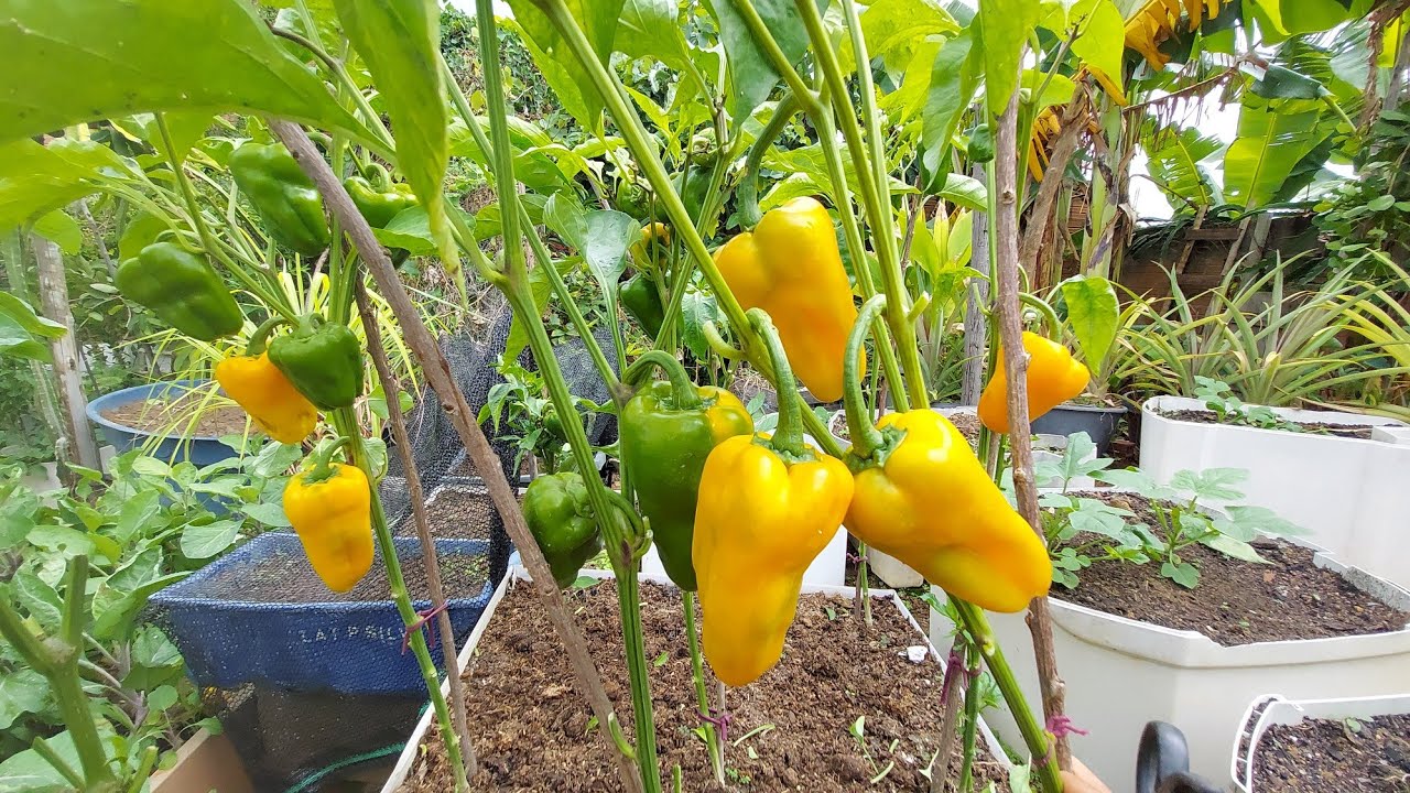 Como podar seus pés de pimentão, vai produzir muito - YouTube