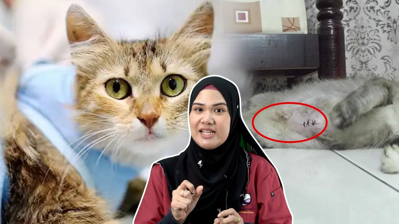 Perlu Ke Mandulkan Kucing? Tak Haram Ke? - YouTube
