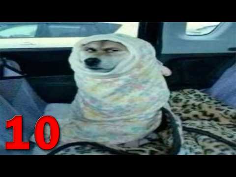 EN İYİ 10 KÖPEK