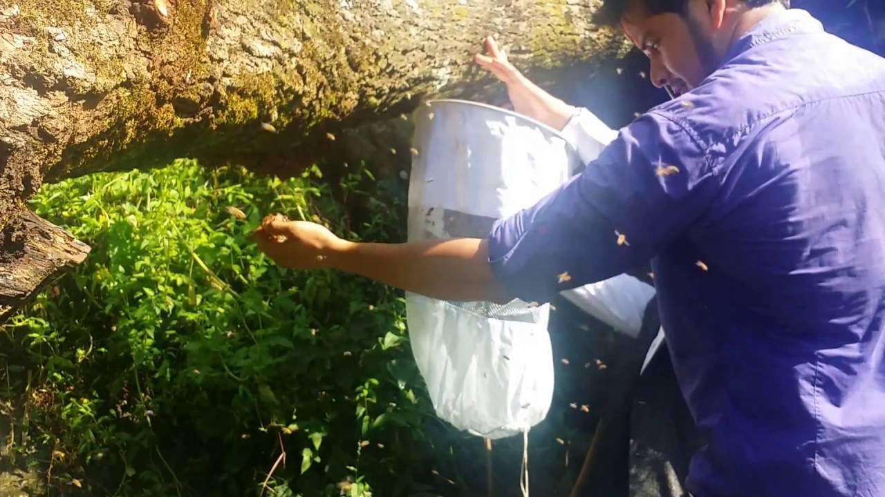 Bee hunting - YouTube