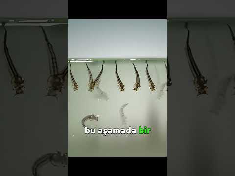 Sivrisinekler Nasıl Doğar? Şaşırtıcı 4 Aşama! 😱🦟