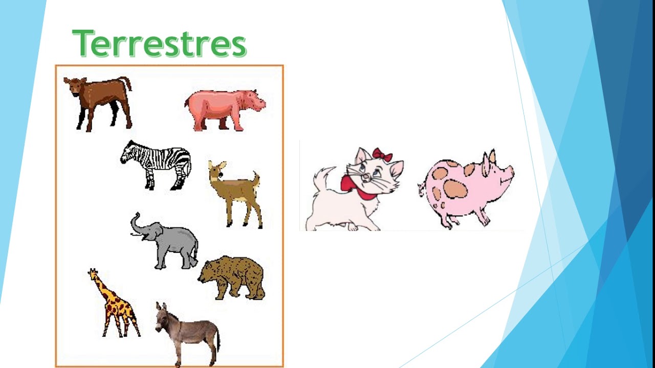 Animales clasificados según su hábitat y alimentación - YouTube