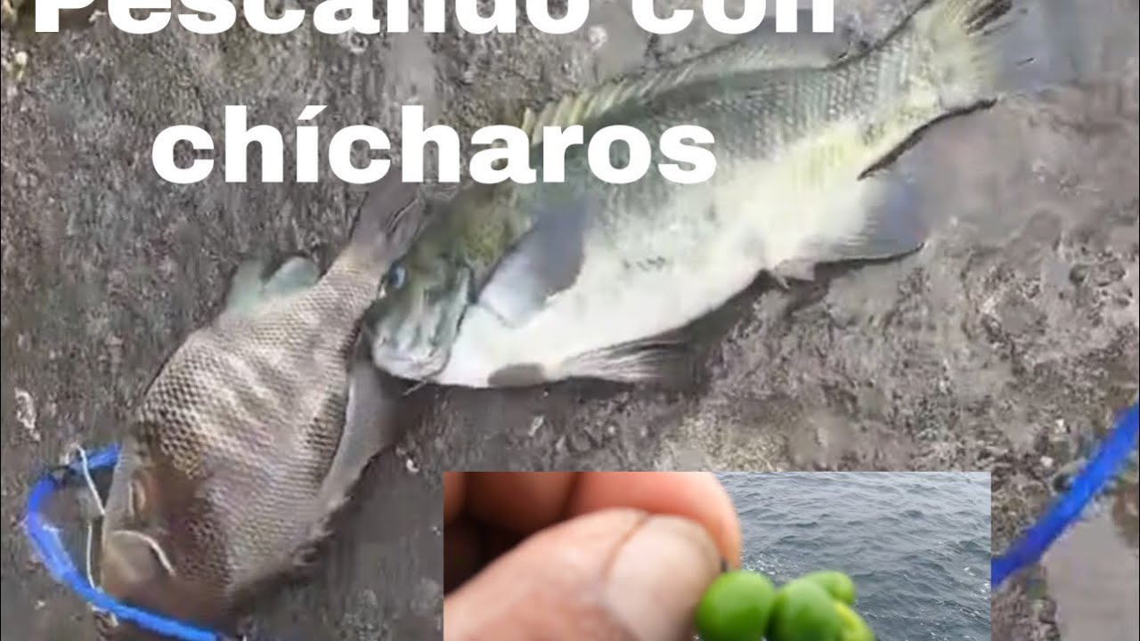 Fishing opaleyes using a green peas bait - YouTube