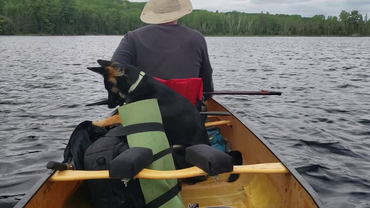 My German Shepherd pup loves canoes BWCA 2019 - YouTube