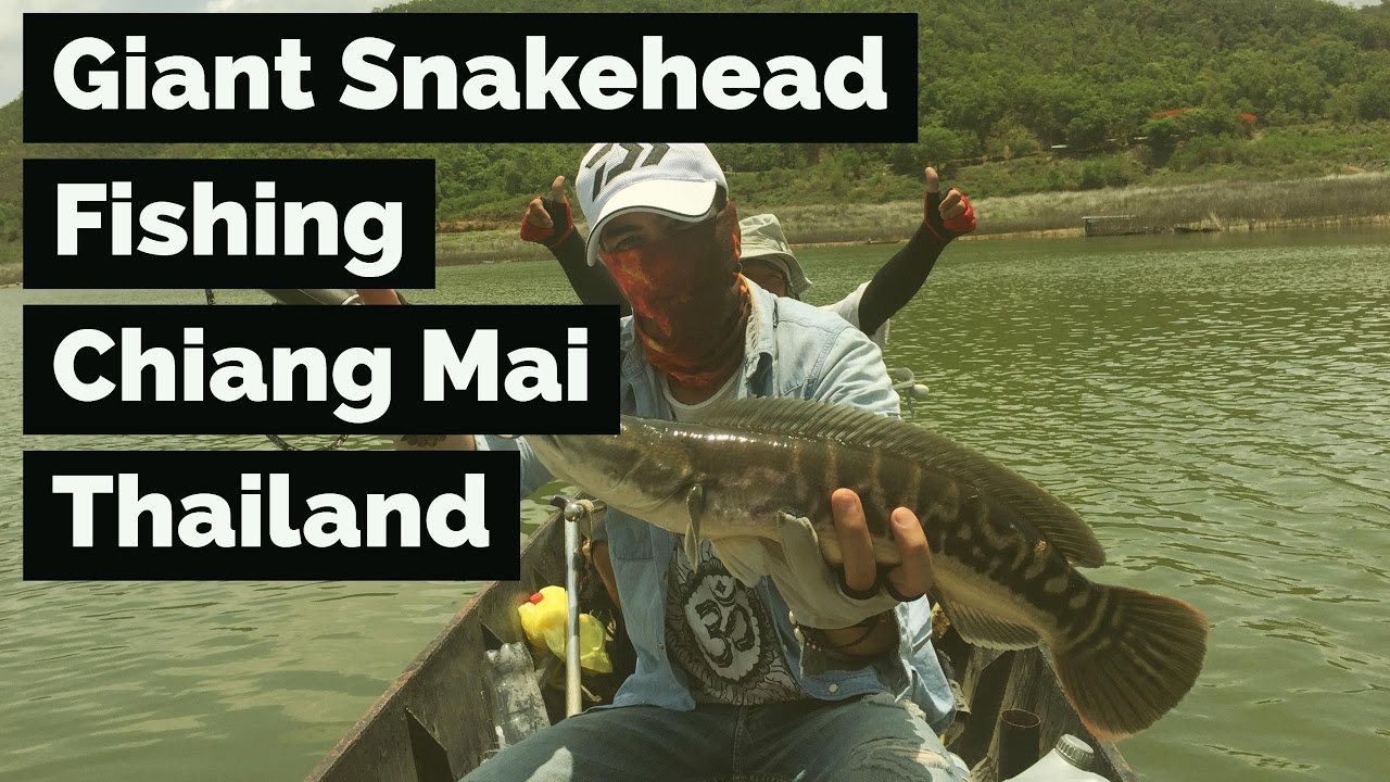 Giant Snakehead Fishing Chiang Mai Thailand - 2017 - YouTube
